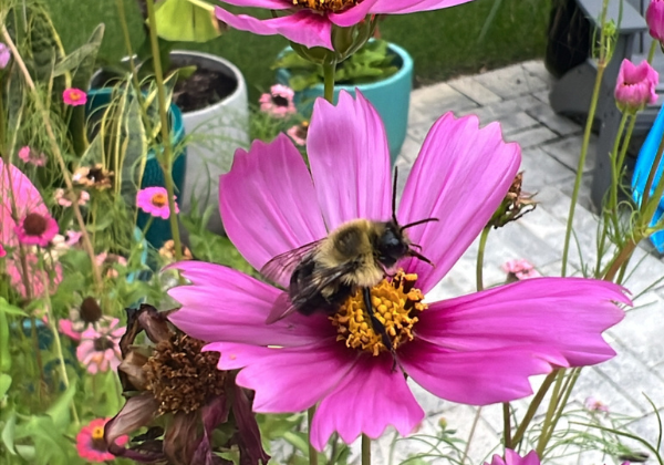 Bee Paradise: Designing a Garden that Buzzes with Life - cultivate and ...